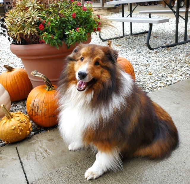 Sheltie Adoption | Virginia - NVSR