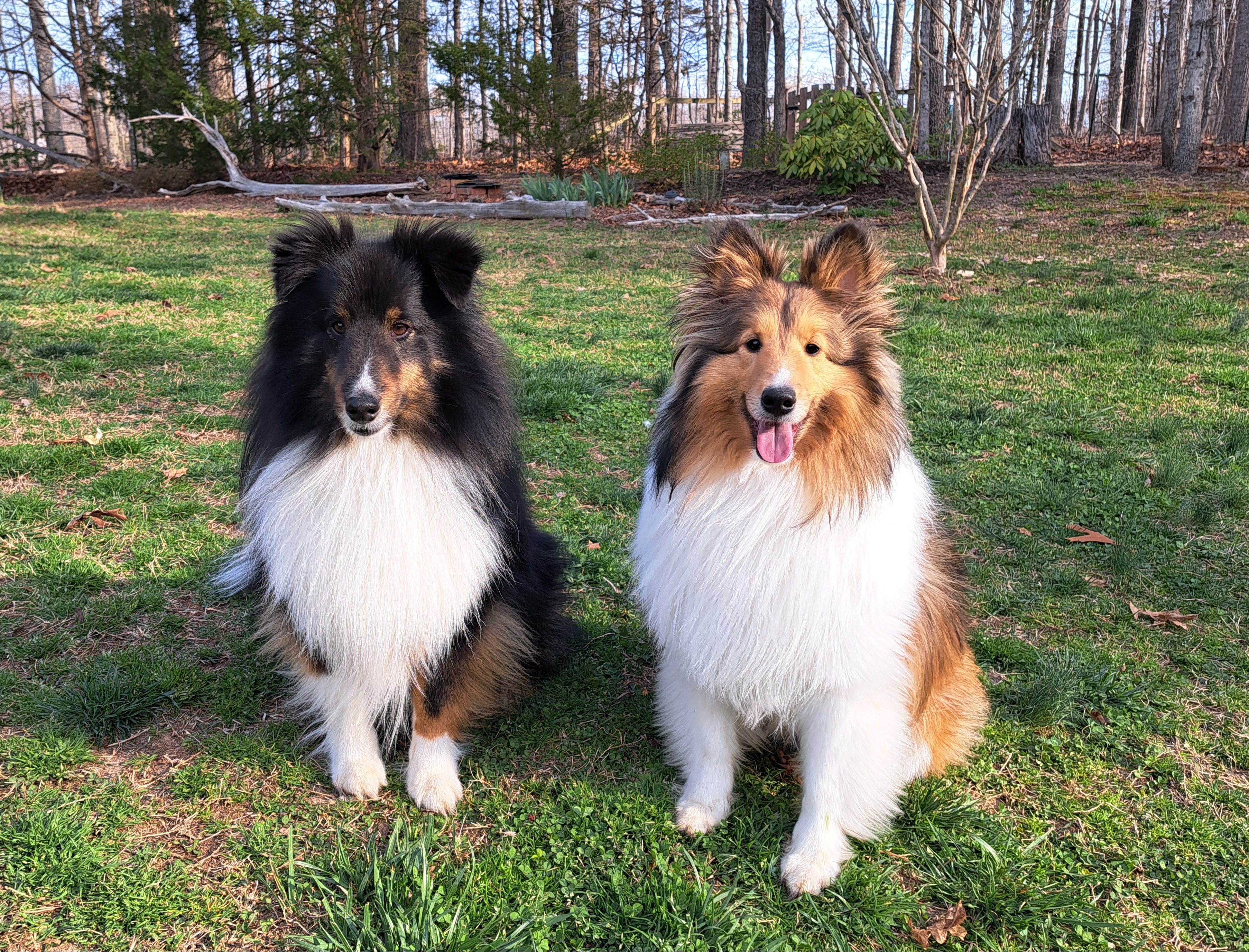 Sheltie Adoption | Virginia - NVSR